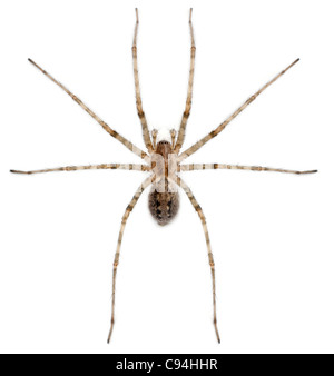 Cardinal spider, Tegenaria parietina, in front of white background ...