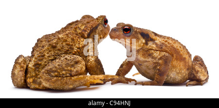 Common toads on each other Stock Photo - Alamy