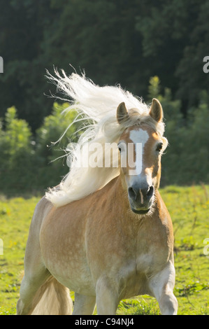 Haflinger horse with a long mane Stock Photo - Alamy