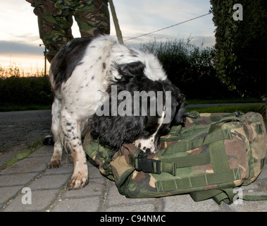Sniffer dogs are used by police and the military to search for drugs ...
