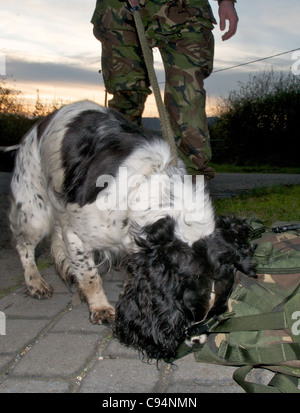 Sniffer dogs are used by police and the military to search for drugs ...