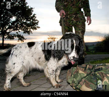 Sniffer dogs are used by police and the military to search for drugs ...