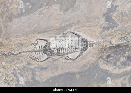 Triassic Fossil Reptile Keichousaurus hui, China Stock Photo - Alamy
