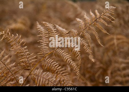 Dead Bracken fern (Pteridium aquilinum) fronds, Greater Sudbury Stock ...