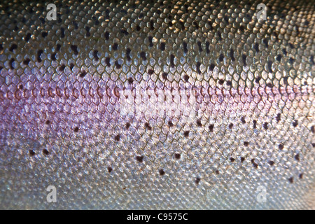 Scales of rainbow trout Stock Photo: 36305288 - Alamy