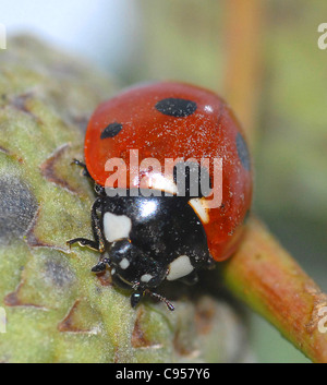 A small yellow beetle with black spots on its back walking on a grass ...