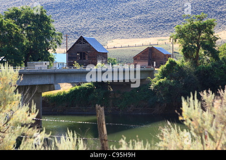 Image of Nighthawk, Washington Stock Photo - Alamy