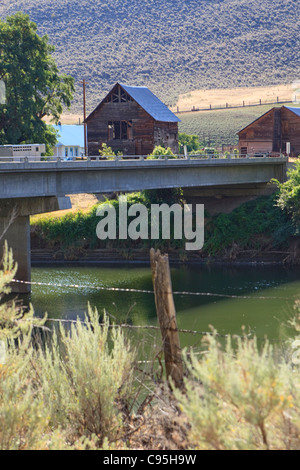 Image of Nighthawk, Washington Stock Photo - Alamy