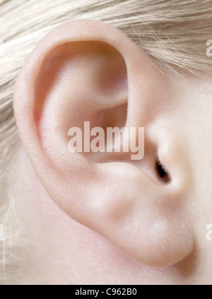 Anatomy of the human ear Stock Photo - Alamy