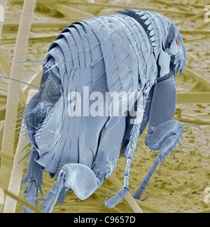 Scanning electron micrograph (SEM) of cat intestine tapeworm (Taenia ...