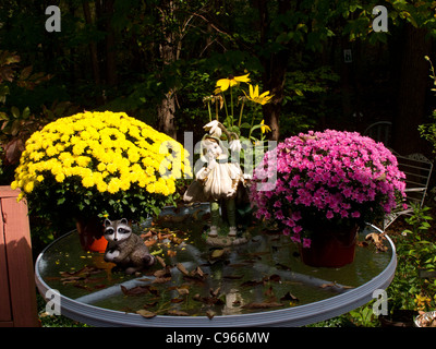 Magenta Chrysanthemum or Mums Flowers in Garden with Natural Light on ...