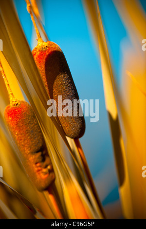 Water reed cattail bullrush Stock Photo - Alamy