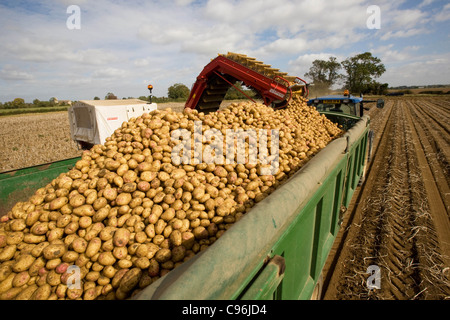 Lifting Potatoes in Lincolnshire Stock Photo - Alamy