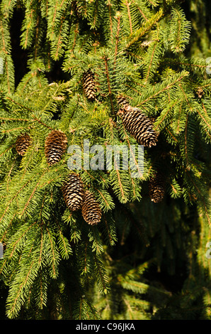 Norway spruce (Picea abies) needle. Darkfield illuminated polarised light micrograph of a ...