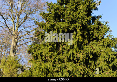 Common spruce (Picea abies 'Acrocona' Stock Photo - Alamy