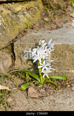 Scilla mischtschenkoana White Squill flower Scilla tubergeniana ...