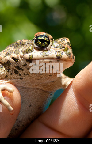 Macro shot of the eye of a toad Stock Photo - Alamy