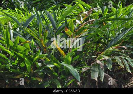 Cardamom plantation - cardamom leaves (in the foreground) and black ...