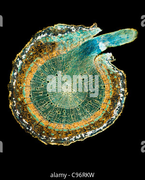 Cross section of Ash tree Stock Photo - Alamy
