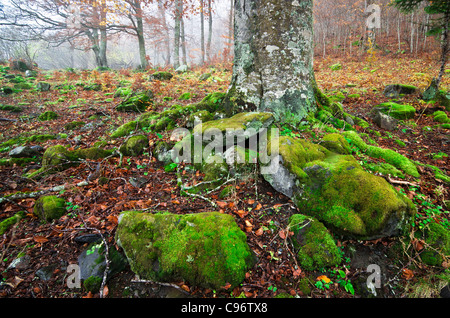 forest soil foreground with mossy beech tree's roots and rocks Stock ...