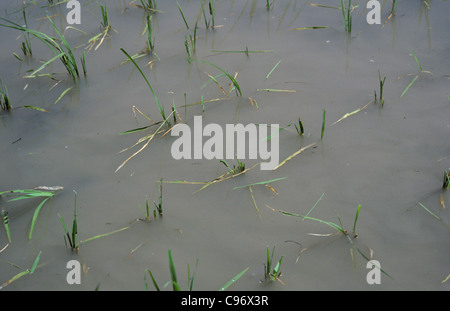 Rice armyworm Spodoptera mauritia caterpillar on damaged rice plant ...