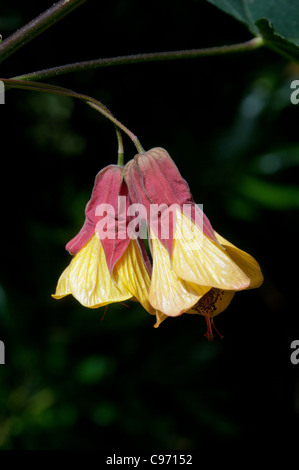 Abutilon, Chinese Bell Flower, Chinese Lantern, Mallow or Indian Mallow ...