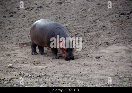Old hippo Hippopotamus amphibius on dry land Manyara Tanzania Stock ...