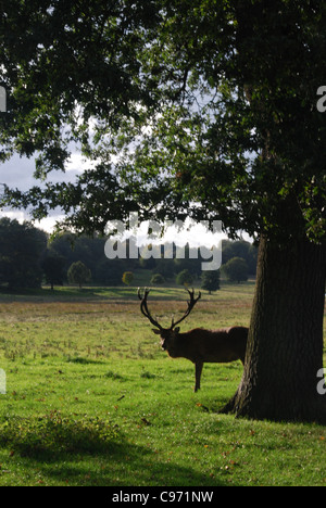 Deer in Tatton park Stock Photo - Alamy