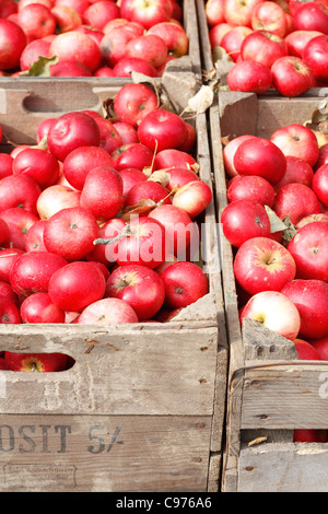 Several sweet red apples in a basket on a jute cloth, macro, top view ...