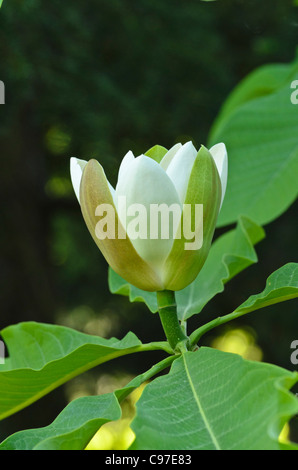 Chinese magnolia (Magnolia officinalis var. biloba Stock Photo - Alamy