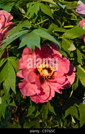 Tree peony (Paeonia x lemoinei 'Leda' Stock Photo - Alamy