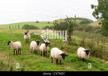 Irealnd. County Donegal. Sheep grazing on hillside along the coast ...