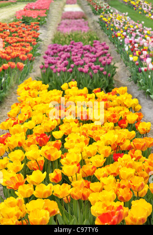 Field of colorful tulips in spring, close up Stock Photo - Alamy