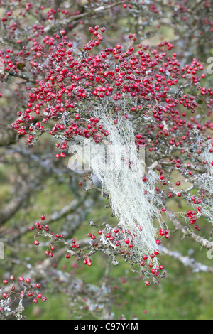String of sausages lichen Usnea articulata UK Stock Photo - Alamy
