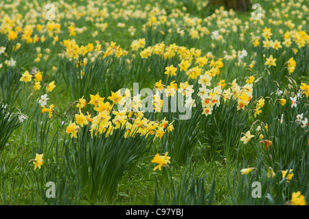 Yellow daffodils field Stock Photo - Alamy