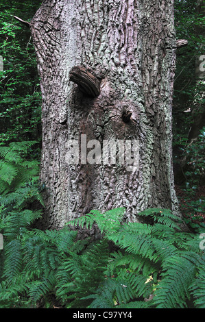 Oak tree trunk and bark showing texture and dappled shadow on Cannock ...