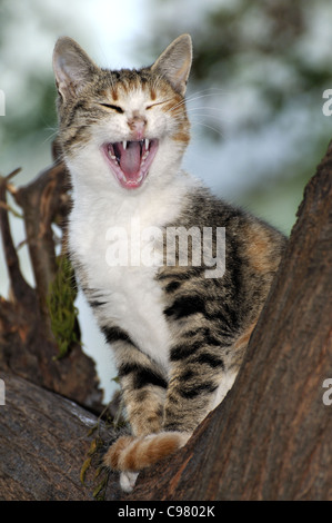 Stray cats in Plaka, Athens. Greece Stock Photo - Alamy