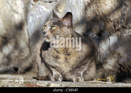 Stray cats in Plaka, Athens. Greece Stock Photo - Alamy