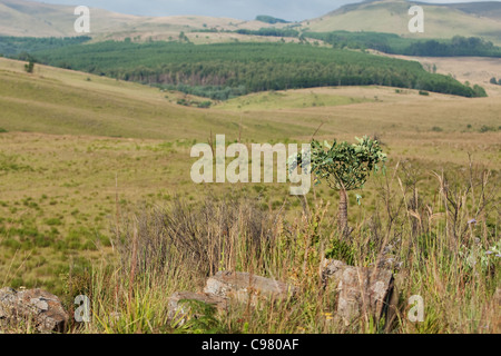 Highveld landscape near Dullstroom Stock Photo - Alamy