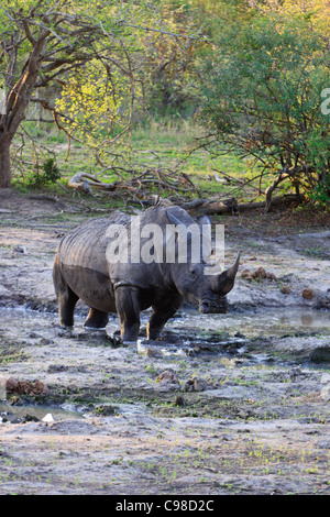 Rhino enjoying a mud bath Stock Photo - Alamy