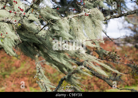 Usnea articulata (String-of-sausage lichen Stock Photo - Alamy