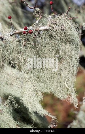 Usnea articulata (String-of-sausage lichen Stock Photo - Alamy