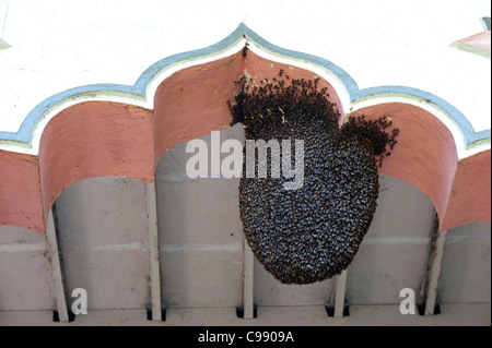 Indian honey bees on hive on the arches of an Indian temple. Andhra ...