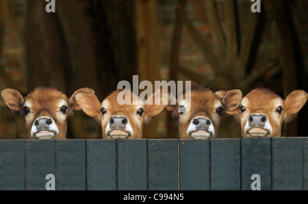 Funny cow looking over wooden fence and stone wall Stock Photo - Alamy
