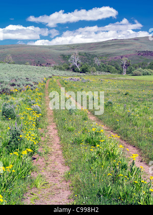 Road through fields of wild flowers Isle of Colonsay Scotland June 2013 ...