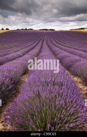 Lavender field, Lordington Lavender Farm, Lordington, West Sussex ...