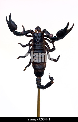 Cooked Scorpion as on sale in Beijing and other parts of Asia - An ...