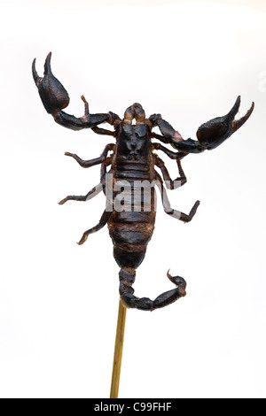 Cooked Scorpion as on sale in Beijing and other parts of Asia - An ...