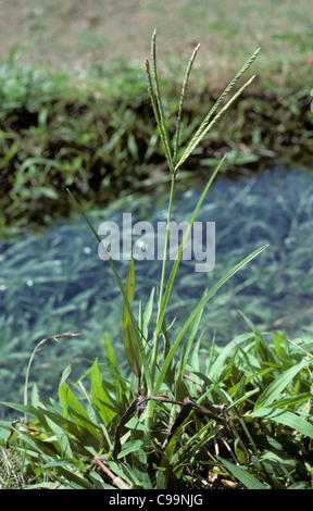 Crowsfoot grass or goosegrass Eleusine indica prostrate grass weed ...