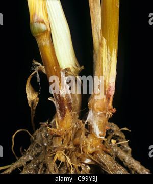 Fusarium or dryland foot rot (Fusarium sp.) mycelium & infection on ...